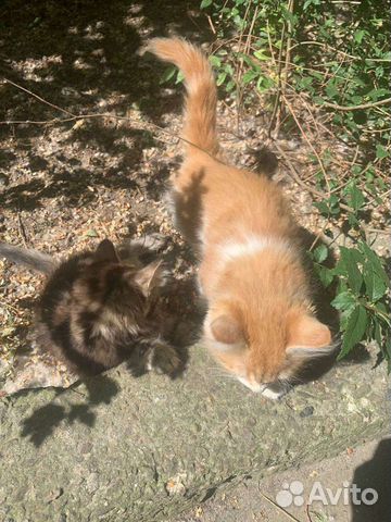 Котятки в добрые ручки