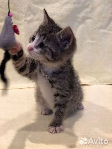 Котенок 2 месяца принц