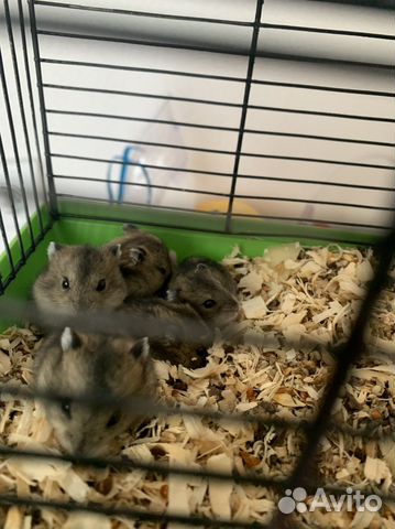 Джунгарский хомяк