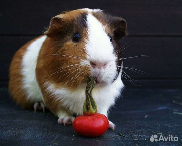 Морские свинки