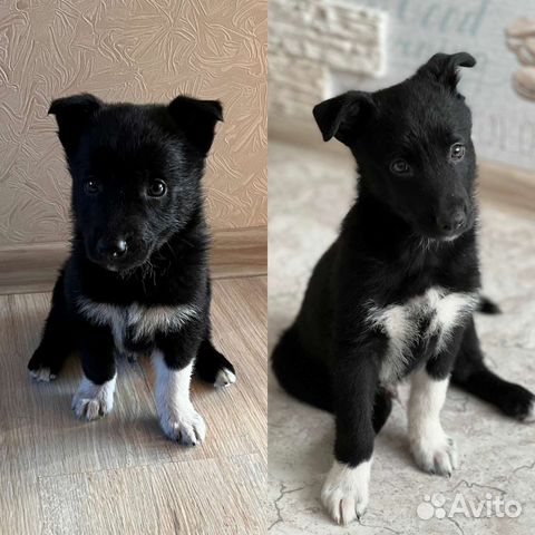 Ищем дом щенку Грине, возраст 2 месяца