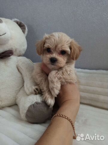 Мальтипу Ф1 девочка минюшка карамель