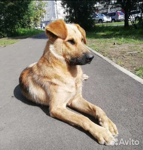 Бельгийская овчарка отдам