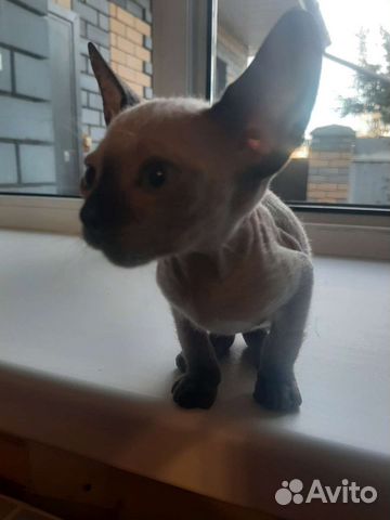 Котята сфинкс