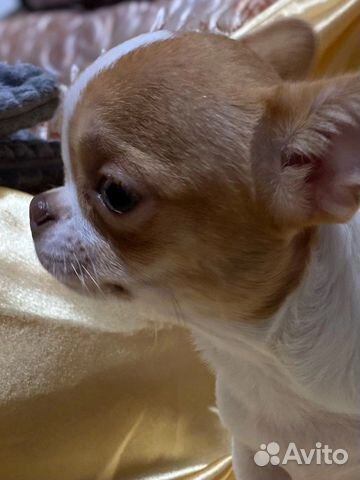 Брутальный красавчик Брут