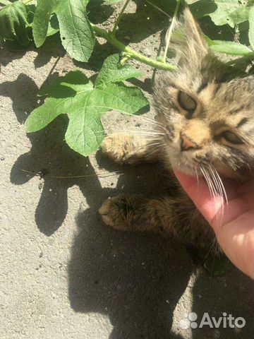 Найден котёнок в зелёном ошейнике, ул. Челюскинцев