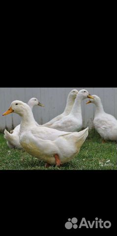 Утки на мясо