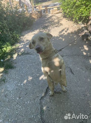 Отдам собаку в добрые руки