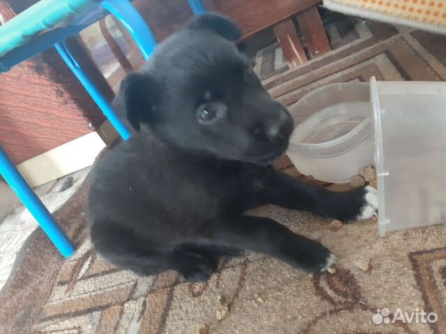 Собака в добрые руки щенок