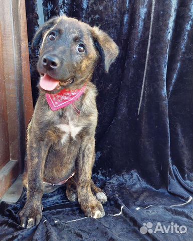 Щенок Девочка 2.5 месяца в добрые руки