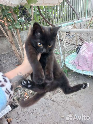 Чёрный кот а маленькие девочки