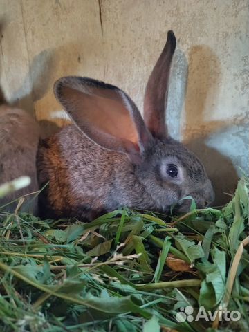 Крольчата фландер