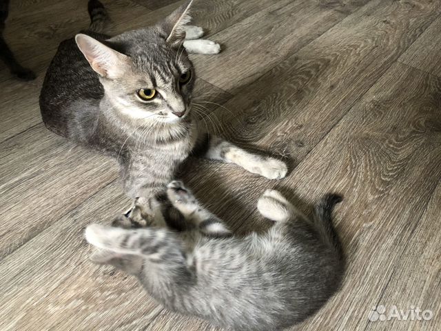 Кошка 1 год в дар