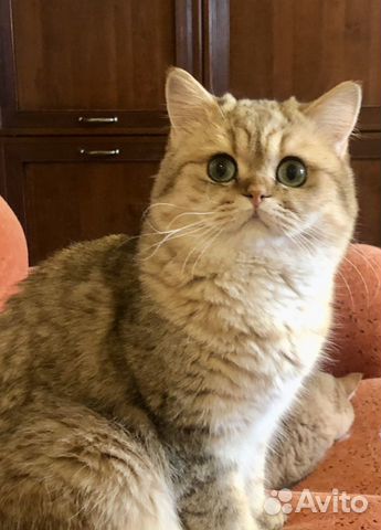 Кот британский золотая шиншилла в добрые руки