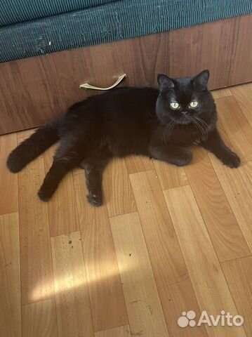 Шотландский кот в добрые руки