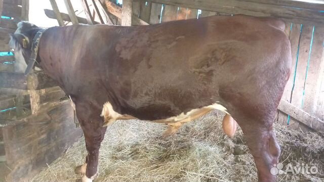 Бык галифорт