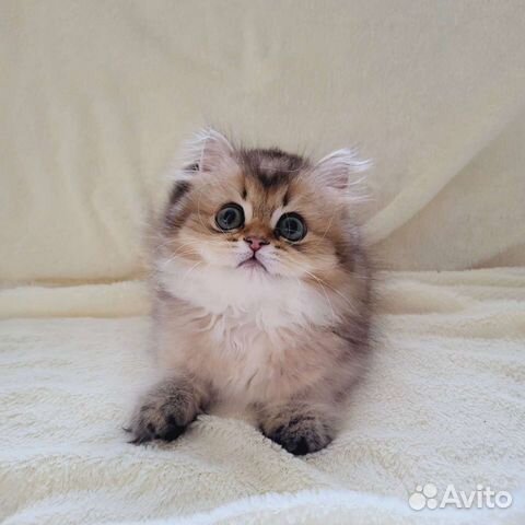 Британский котенок