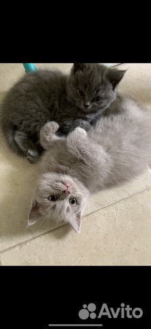 Шотландские котята