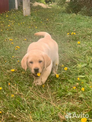 Лабрадор
