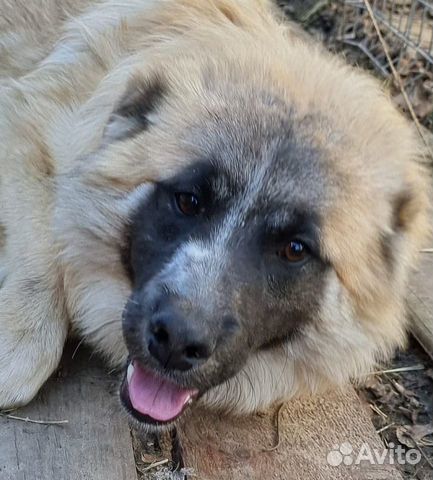 Щенок Миша, 7 месяцев, в добрые руки