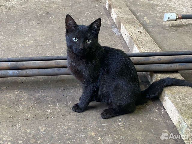 Котик 5 мес Мишка на заводе