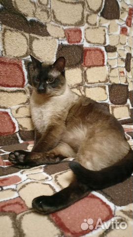 Кузю кто то выкинул