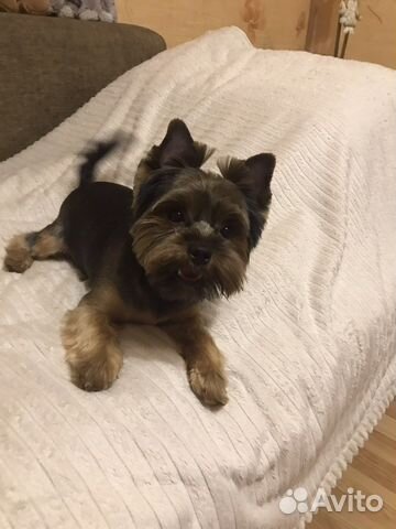 Кобель для вязки