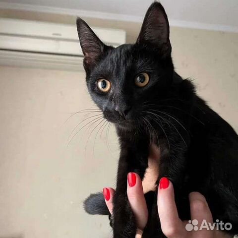Кошка
