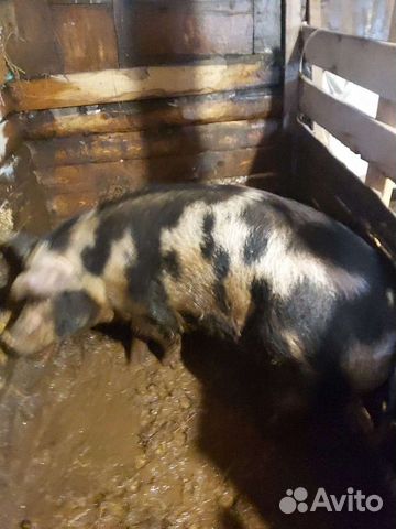 Поросята, коровы