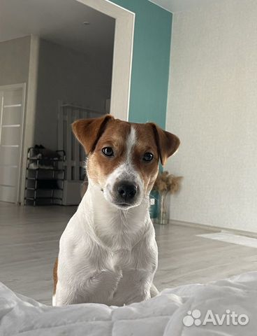 Джек рассел вязка