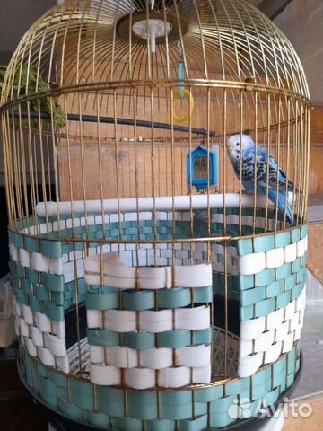 Попугачик волнистик