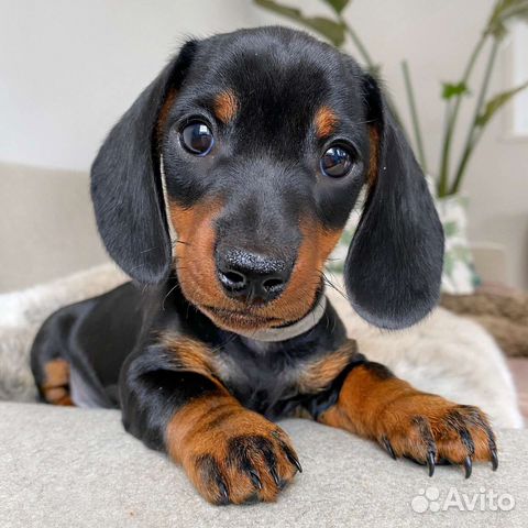 Карликовая такса