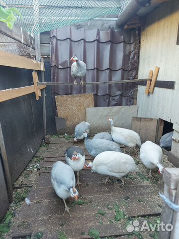 Продам цесарок