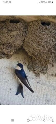 Гнезда ласточки