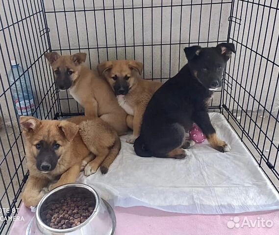 Милые щеночки очень нуждаются в доме