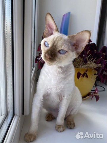 Котенок девон-рекс