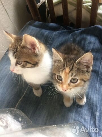 Сибирские минитигры