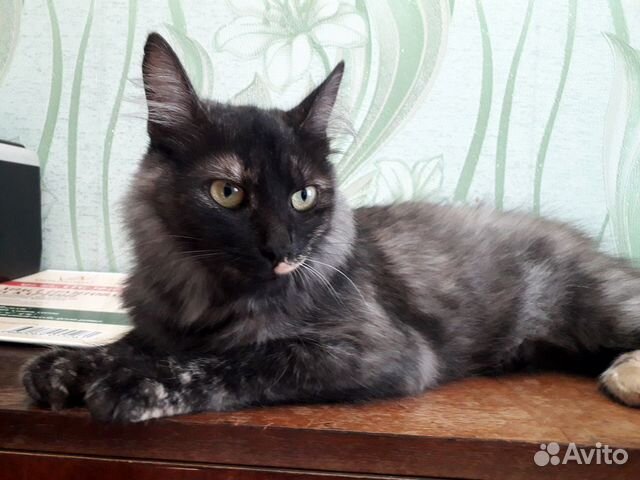 Молодая стерилизованная кошечка ищет дом