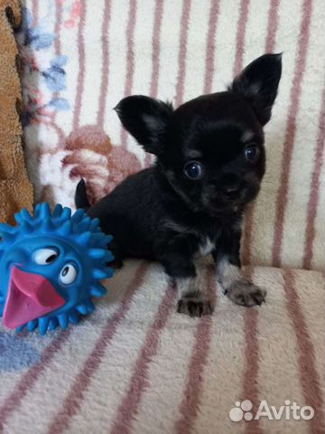 Чишки на резерв