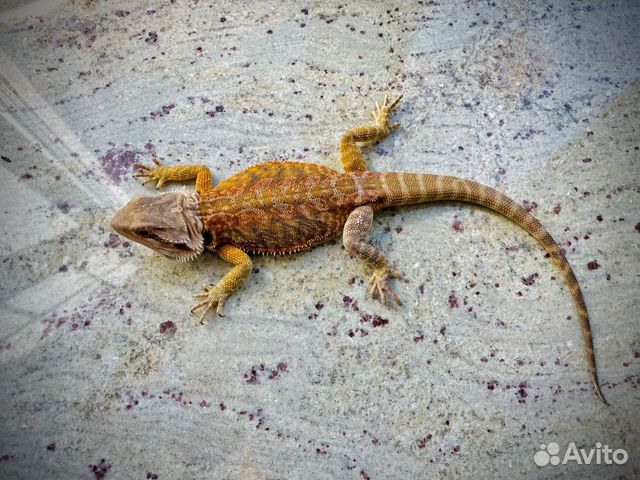 Бородатая агама самка