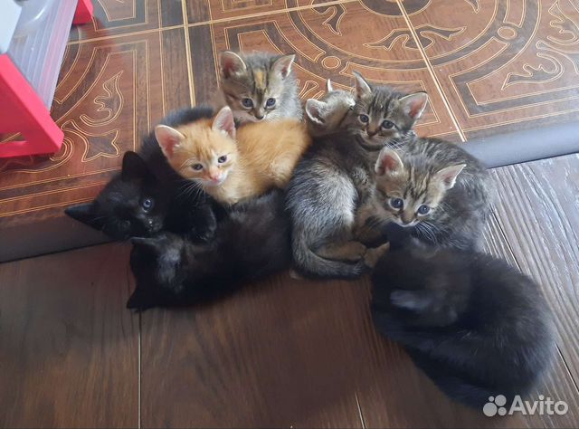 Помесные котята