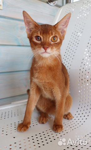 Абессинский кот в добрые руки