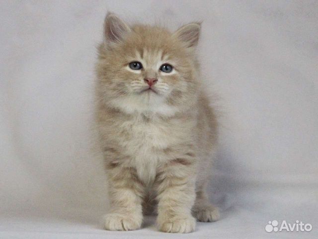 Кремовые сибирские котики и кошечка