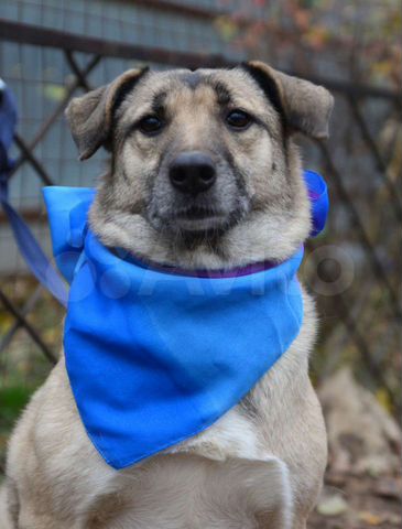 В добрые руки