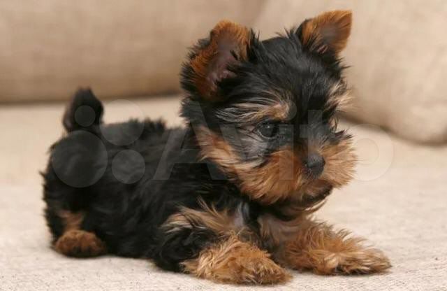 Йоркширский терьер, щенок йорик
