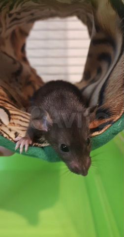 Домашние животные крысята ушастые дамбо