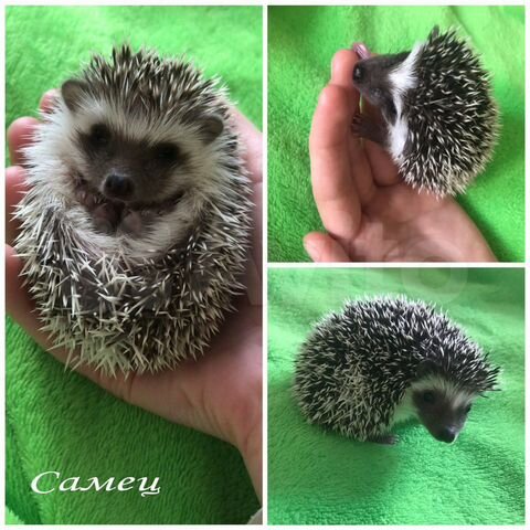 Карликовые африканские ежи