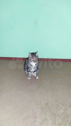 Кот Шурик