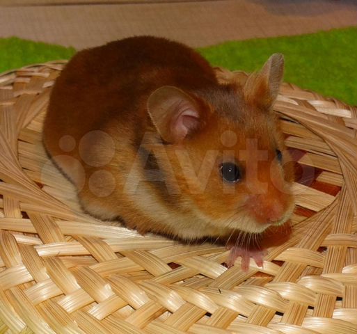 Хомячки, Крысы