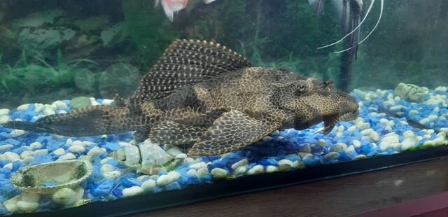 Аквариумный сом